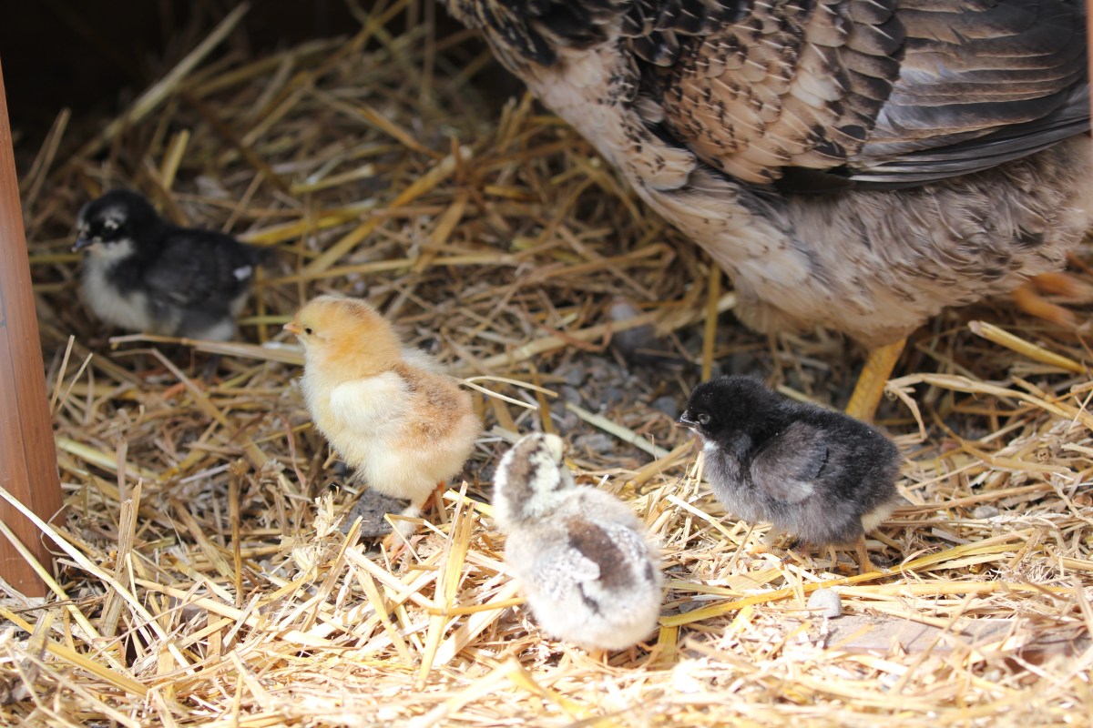 Expanding the flock with a broody hen | Cynthia Reynolds
